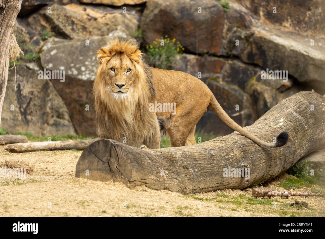 Majestic African Lion, Panthera leo, roams the African savannah ...