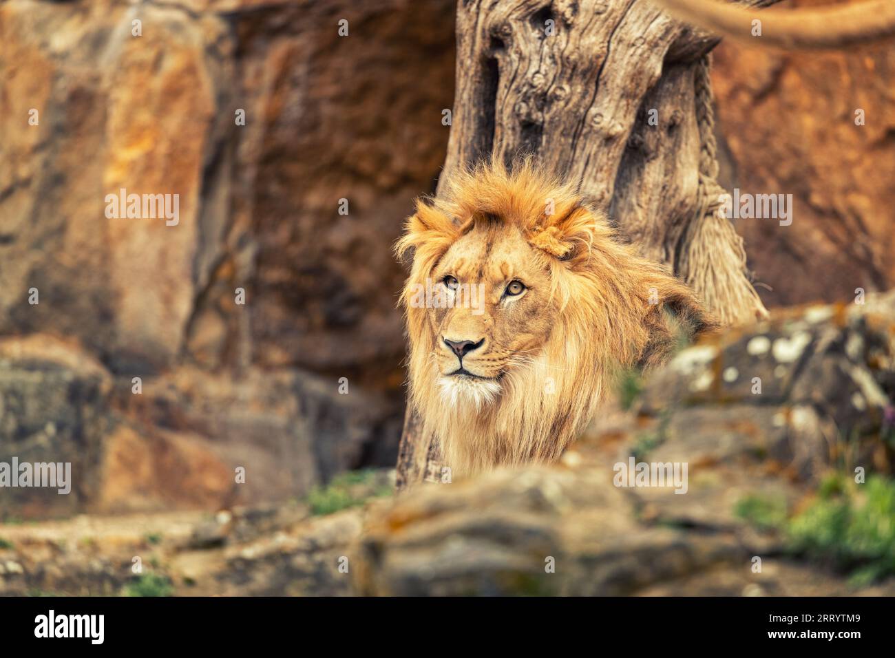 Majestic African Lion, Panthera leo, roams the African savannah ...