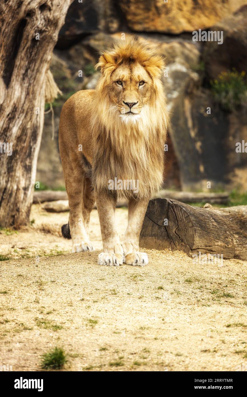 Majestic African Lion, Panthera leo, roams the African savannah ...