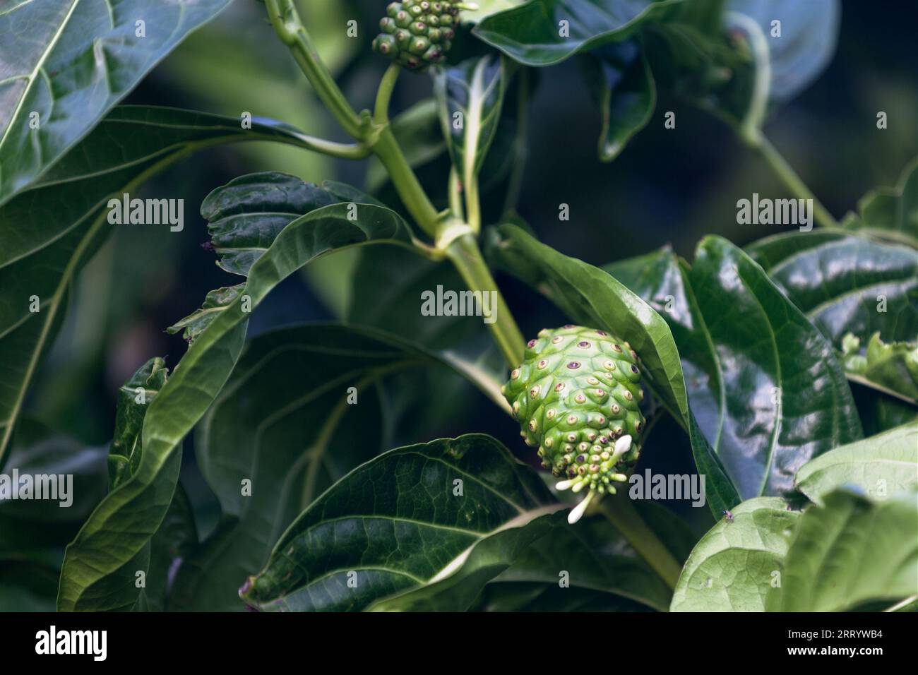 Noni on tree hi-res stock photography and images - Alamy