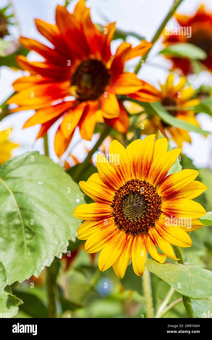 Vibrant yellow and orange flower heads of the common sunflower ...