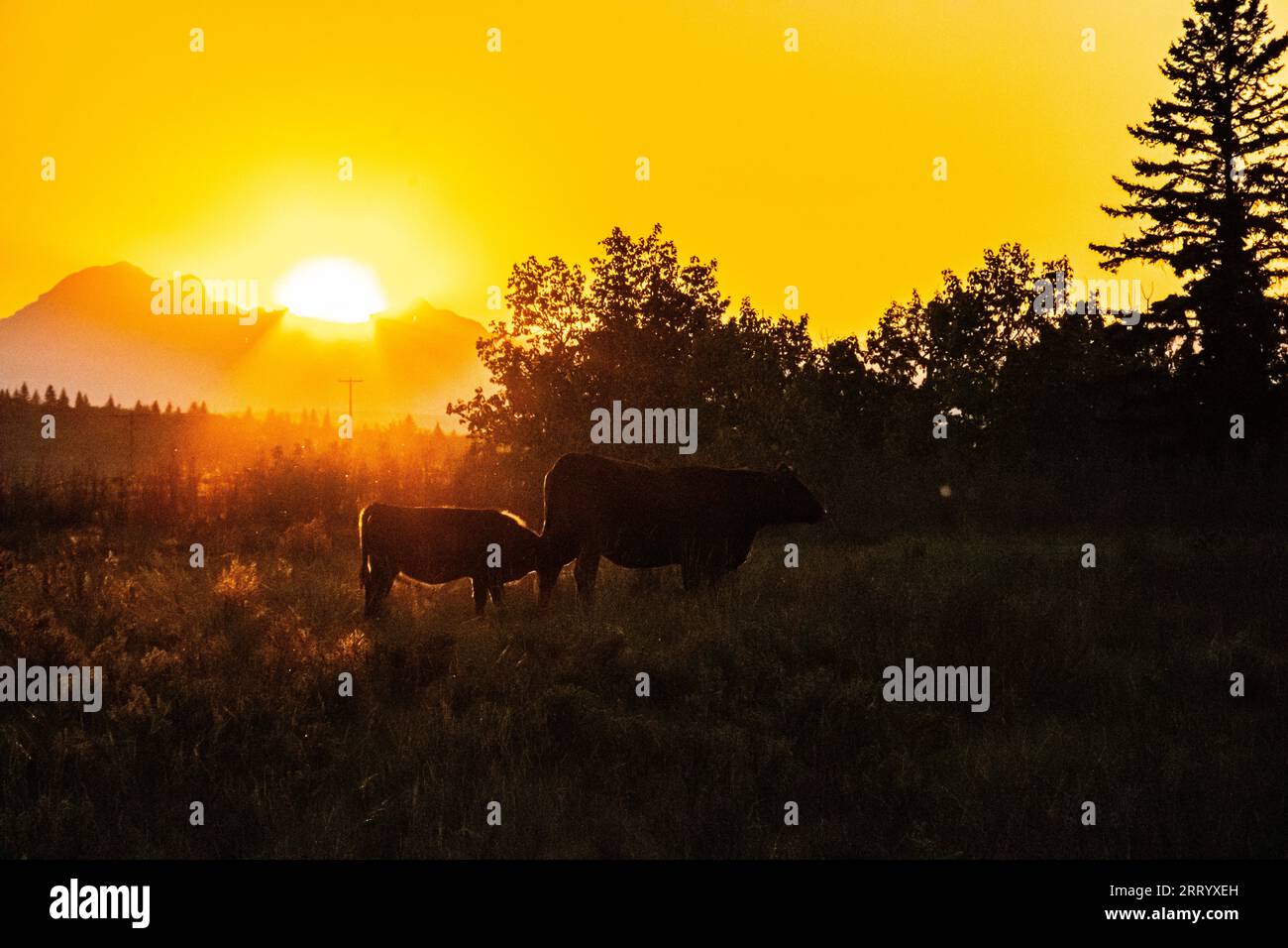 Plantas fauna hi-res stock photography and images - Alamy
