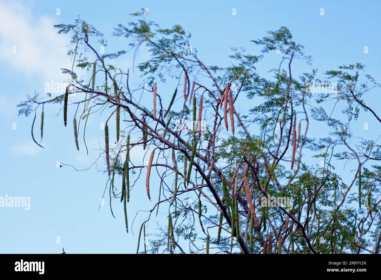 Moringa oleifera is the most widely cultivated species of the genus ...