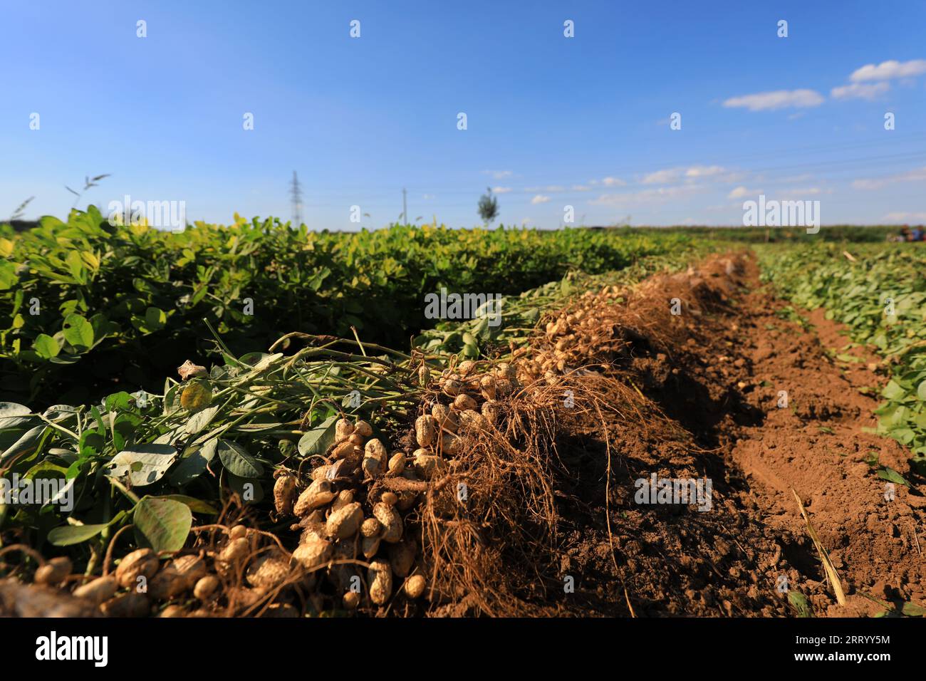 Peanut drying hi-res stock photography and images - Alamy