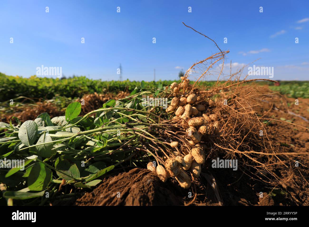 Peanut drying hi-res stock photography and images - Alamy