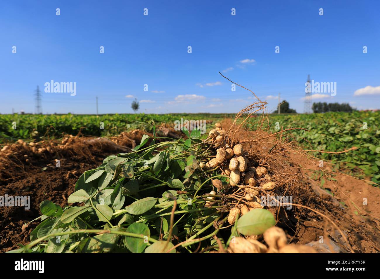 Peanut drying hi-res stock photography and images - Alamy
