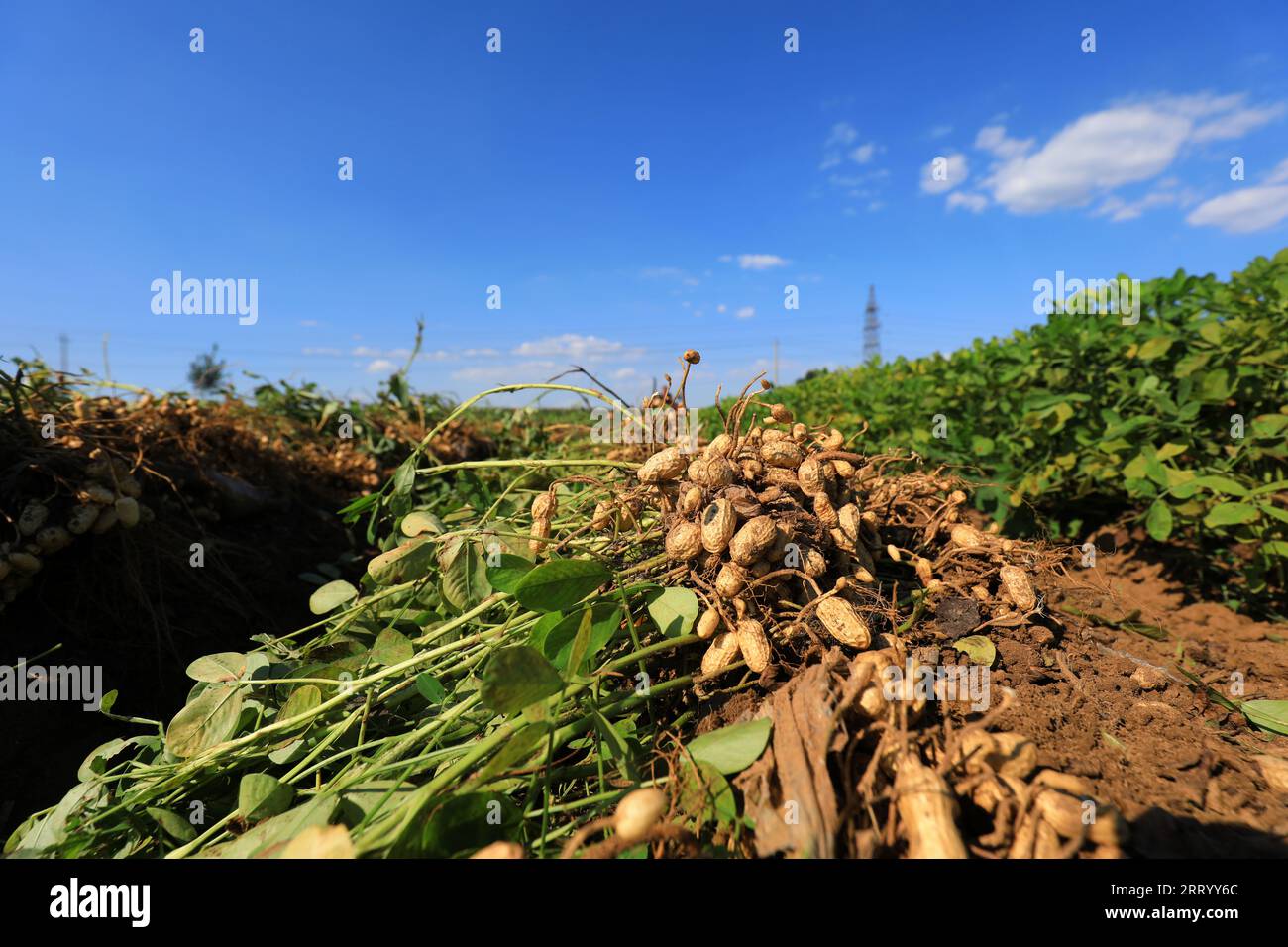 Peanut drying hi-res stock photography and images - Alamy