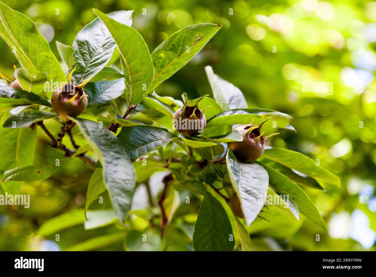 Close-up on medlars (Mespilus germanica) still hanging from the tree ...
