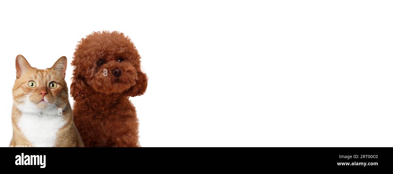 Ginger poodle Cut Out Stock Images & Pictures - Alamy