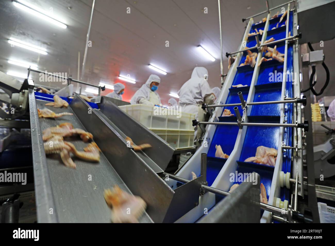 LUANNAN COUNTY, Hebei Province, China - September 14: The workers are ...