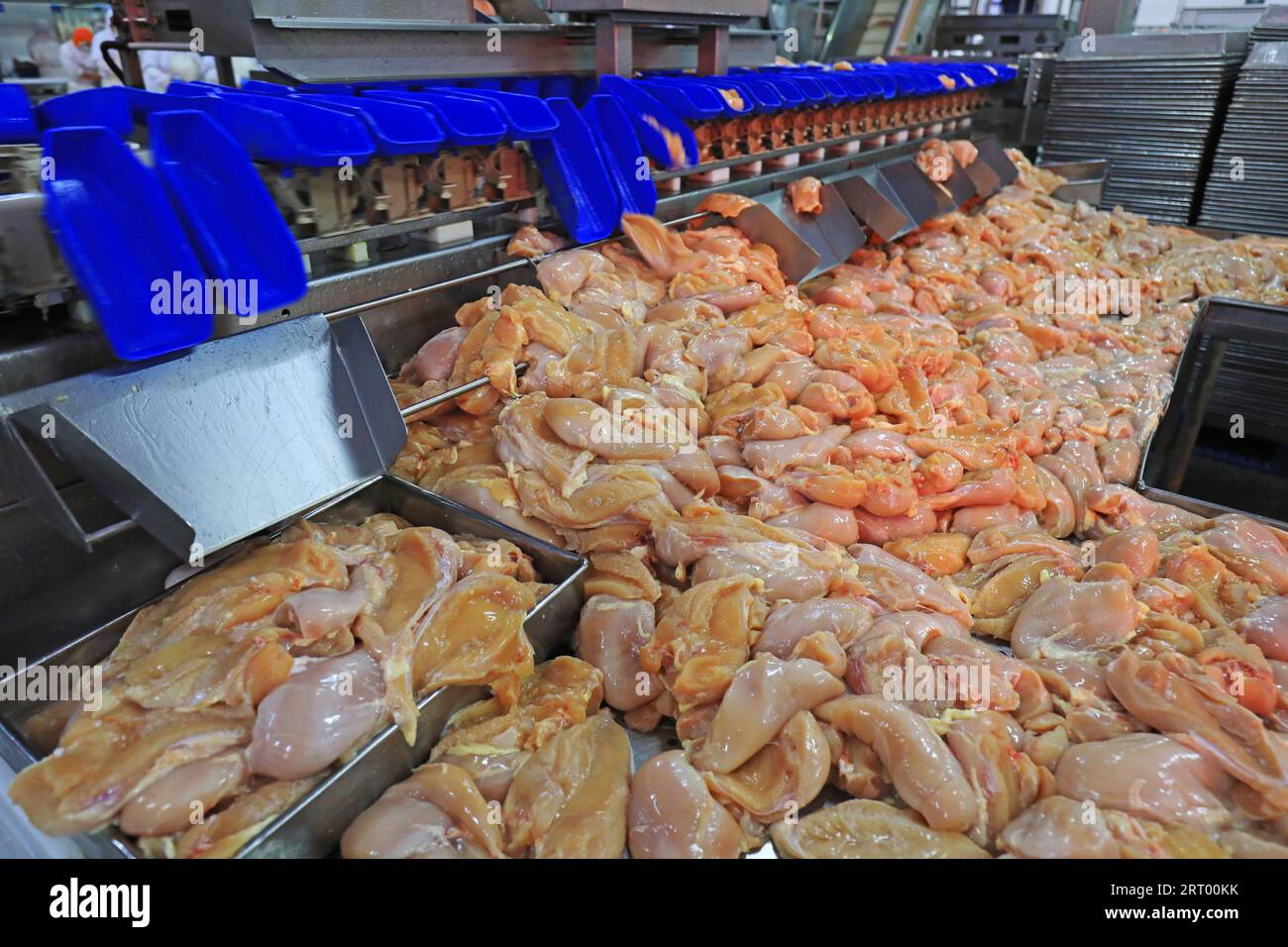 LUANNAN COUNTY, Hebei Province, China - September 14: The workers are ...