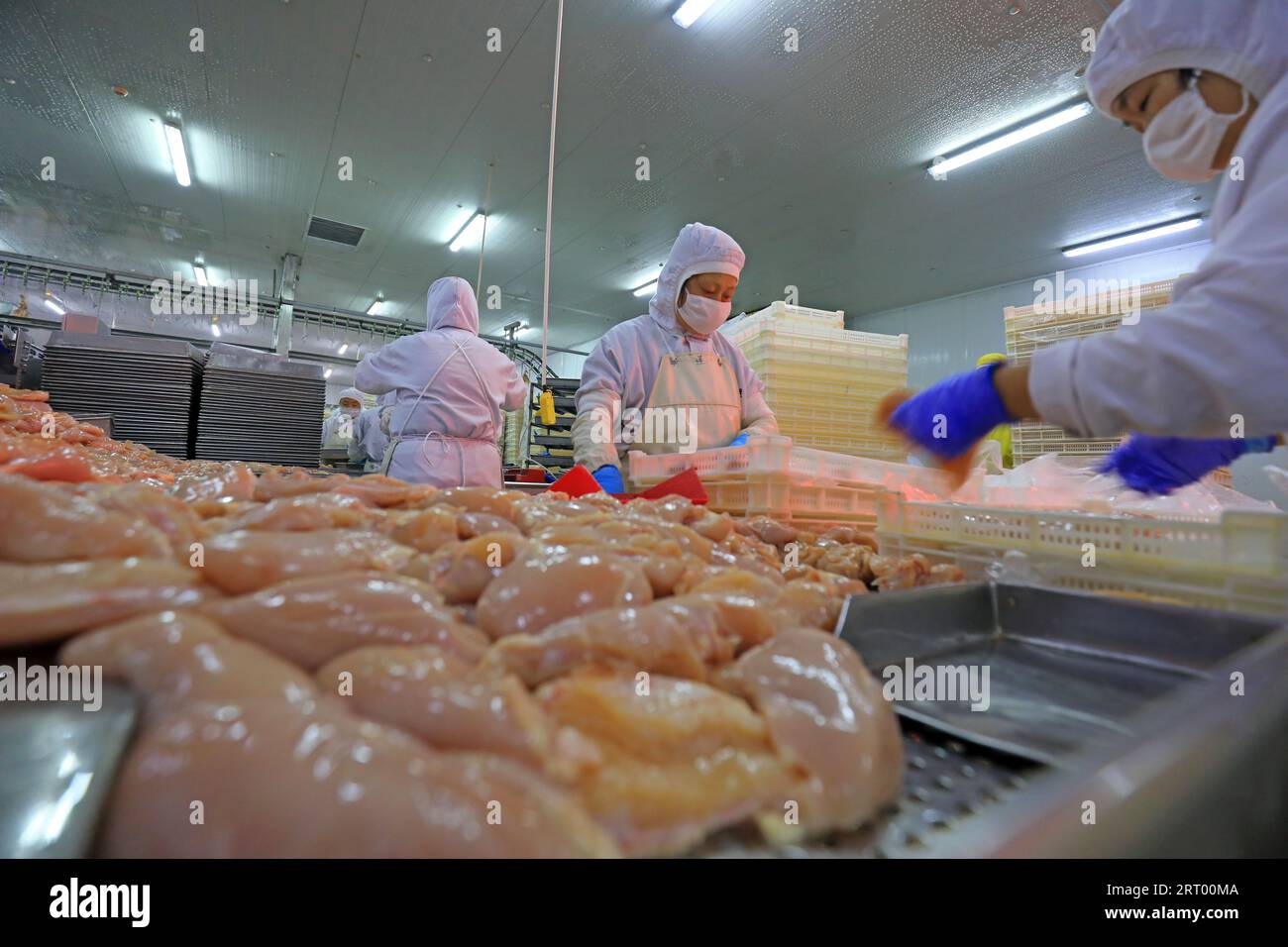LUANNAN COUNTY, Hebei Province, China - September 14: The workers are ...