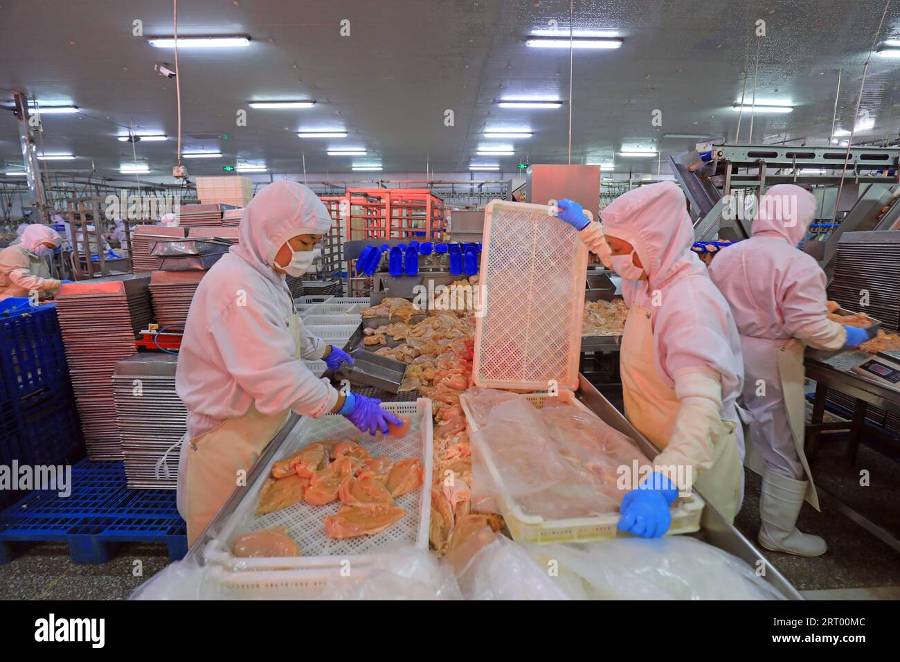 LUANNAN COUNTY, Hebei Province, China - September 14: The workers are ...