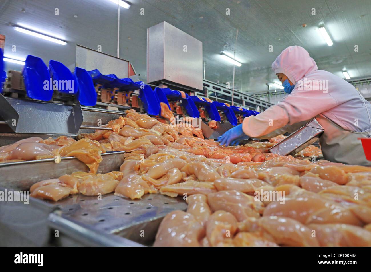 LUANNAN COUNTY, Hebei Province, China - September 14: The workers are ...