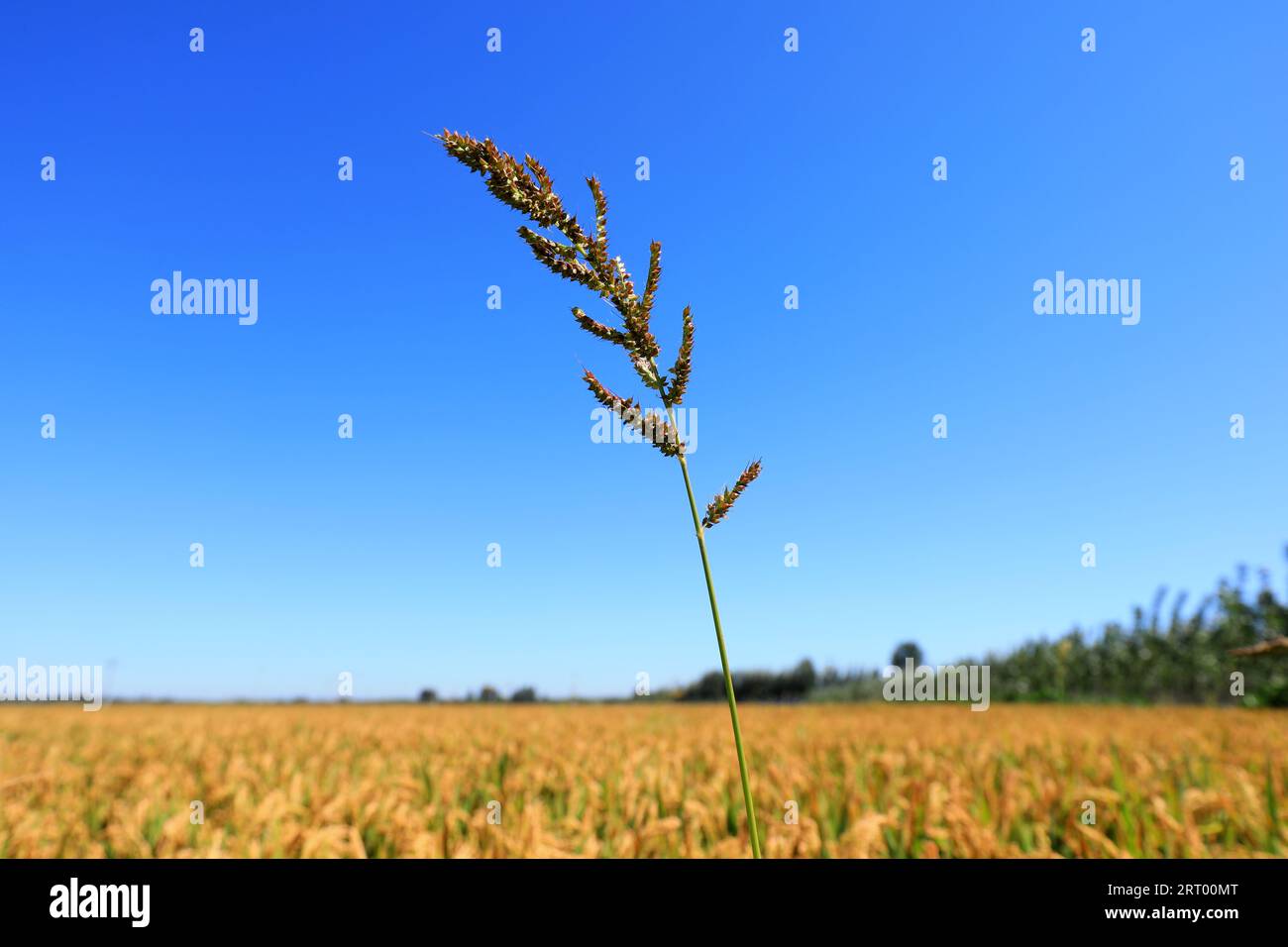 Barnyardgrass in paddy field, North China Plain Stock Photo - Alamy