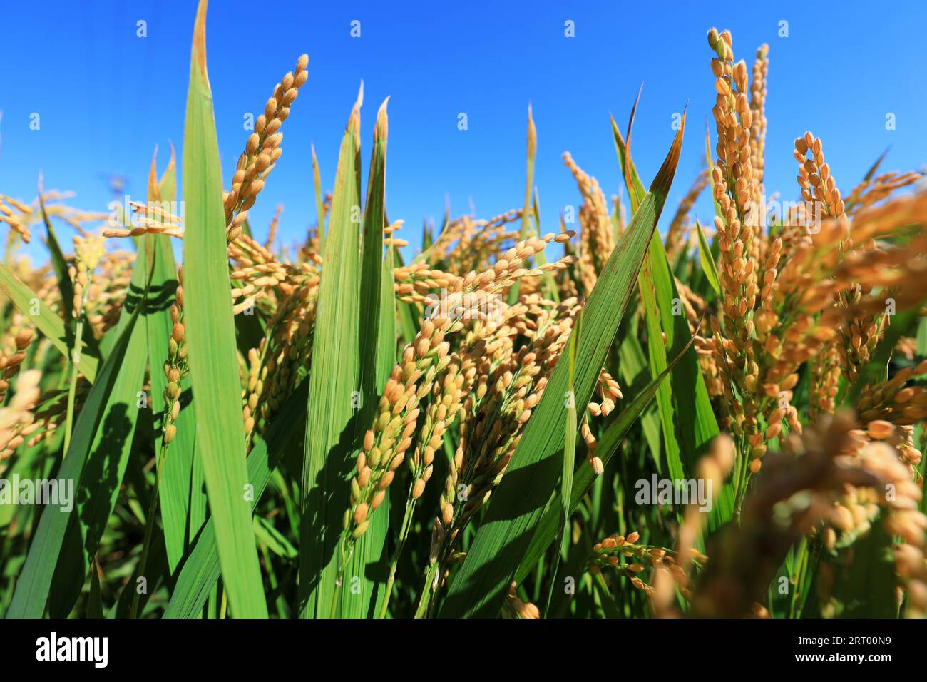 Close up photo of rice ear Stock Photo - Alamy