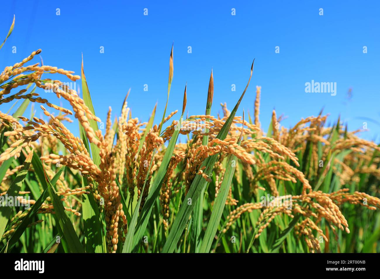 Rice ear field china hi-res stock photography and images - Alamy