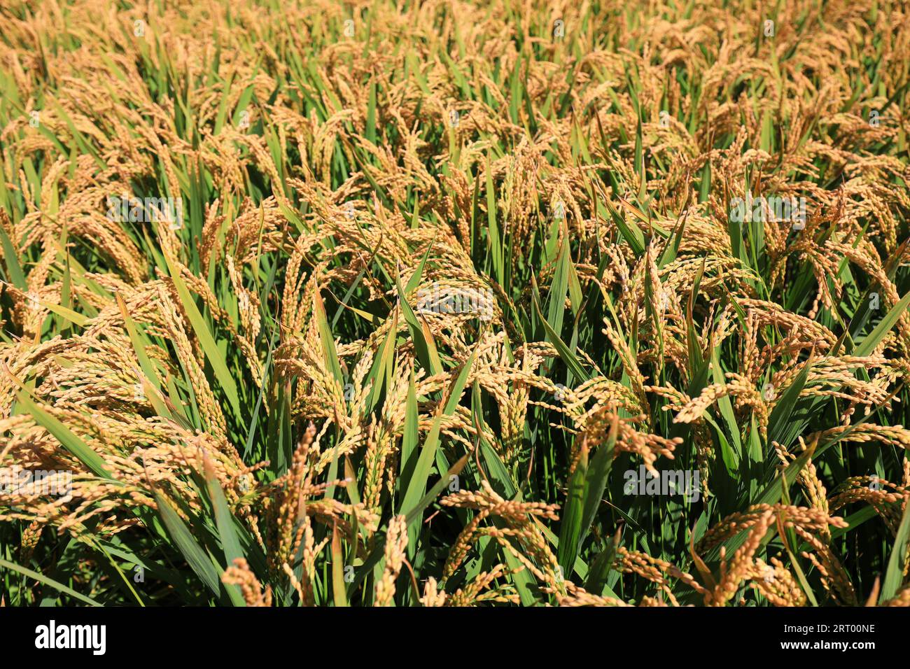 Rice ear field china hi-res stock photography and images - Alamy