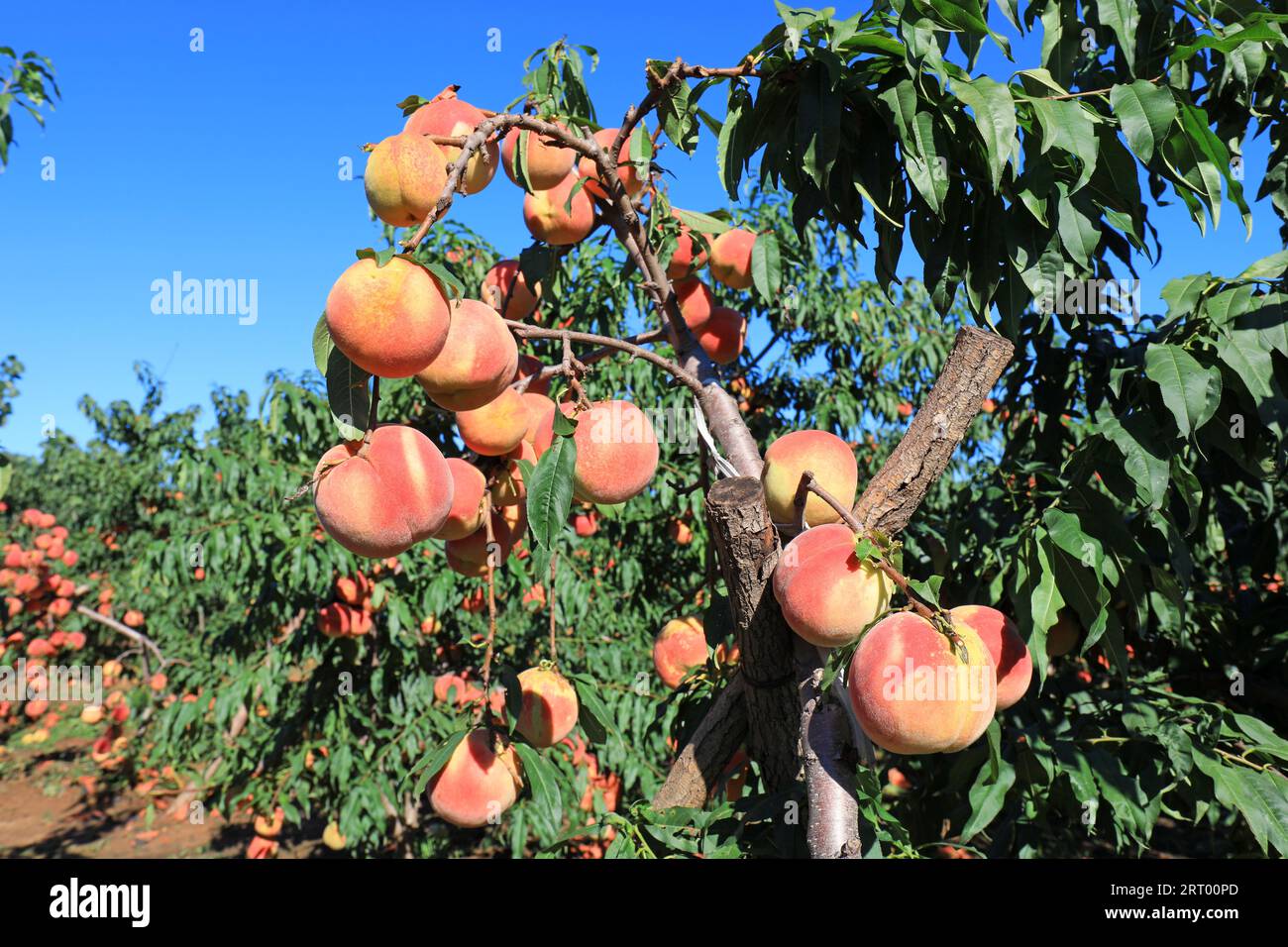 China fuji hi-res stock photography and images - Alamy