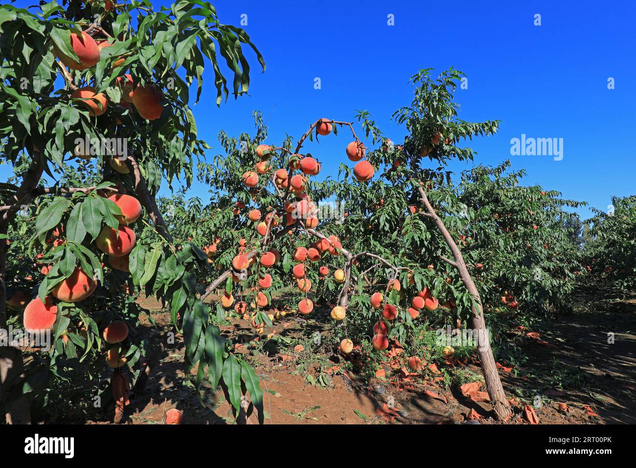 China fuji hi-res stock photography and images - Alamy
