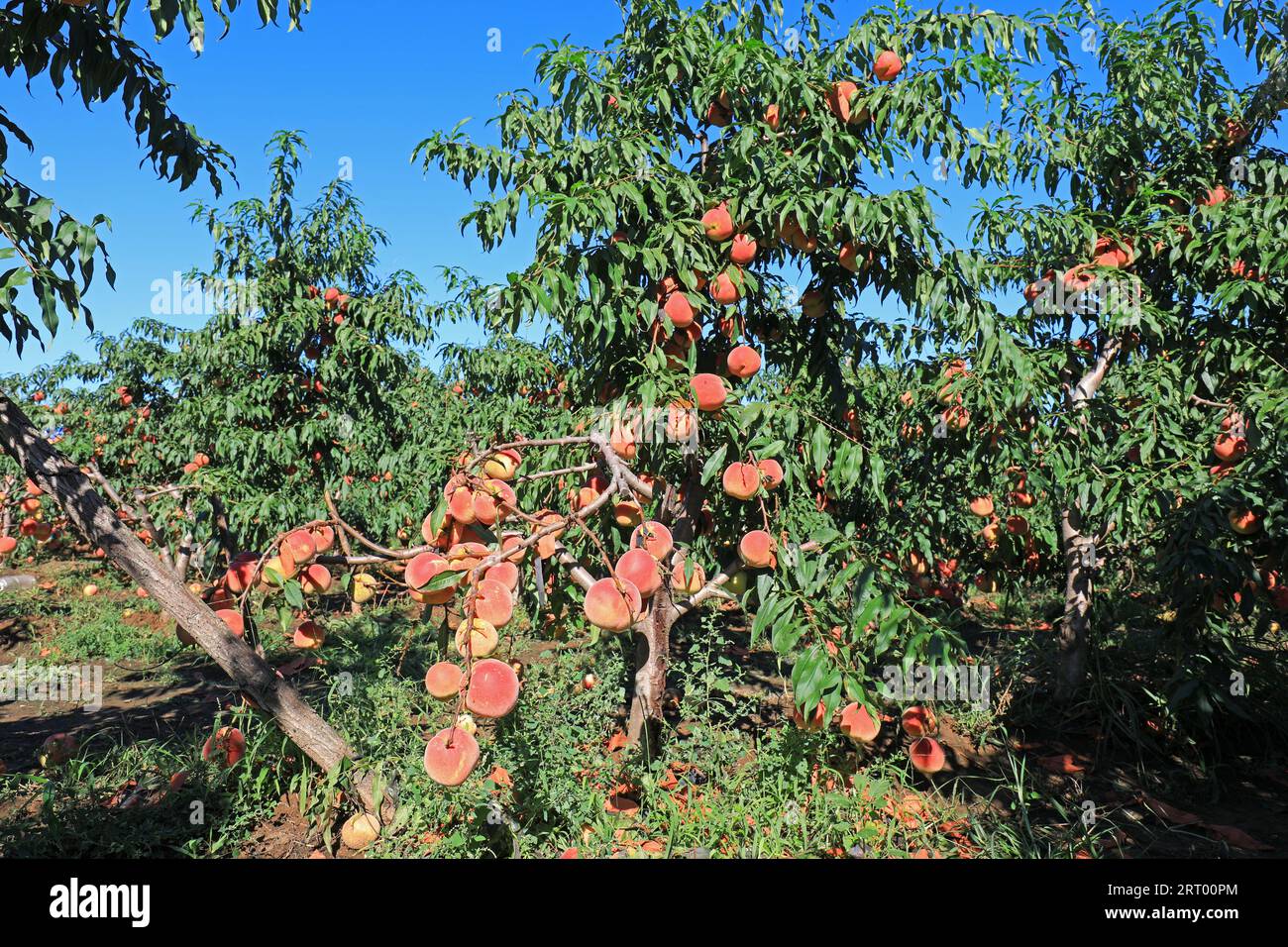 China fuji hi-res stock photography and images - Alamy