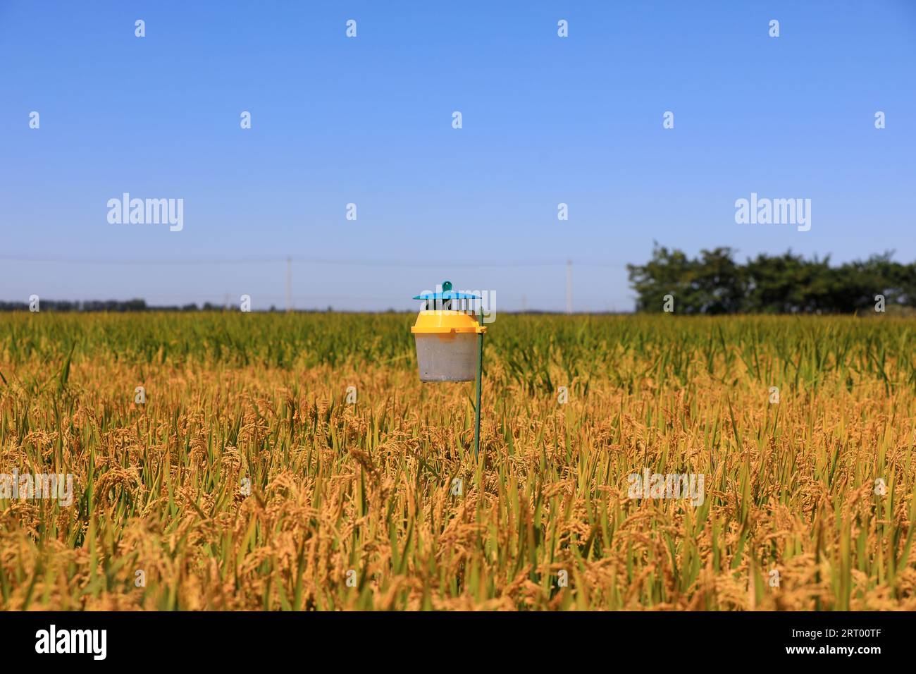 Rice panicle with insect hi-res stock photography and images - Alamy