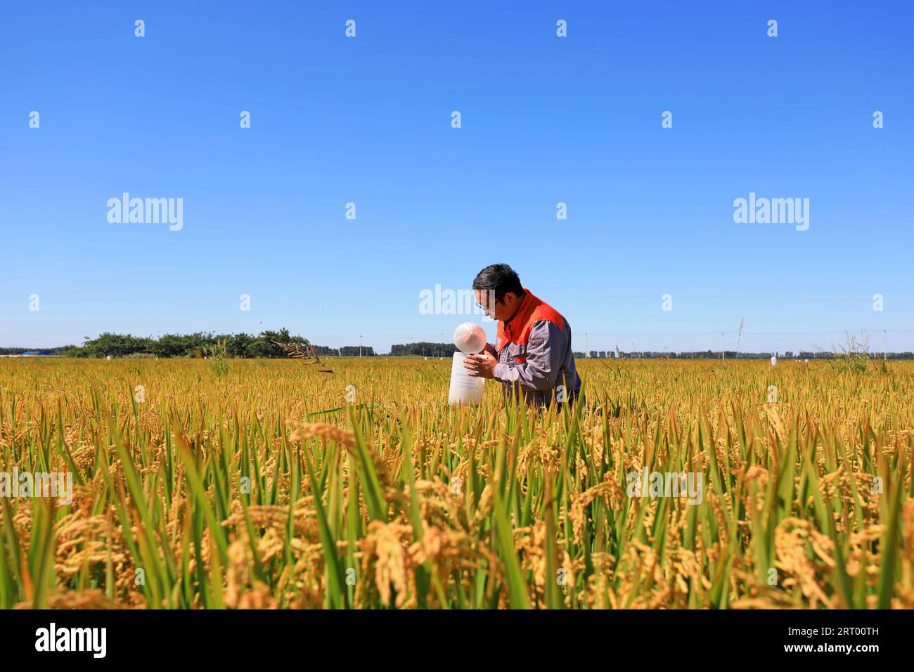 Chinese hybrid rice hi-res stock photography and images - Alamy
