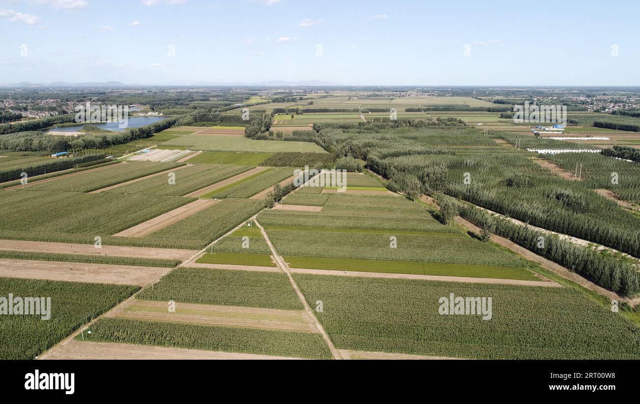 The crops in the farmland are in the North China Plain Stock Photo - Alamy