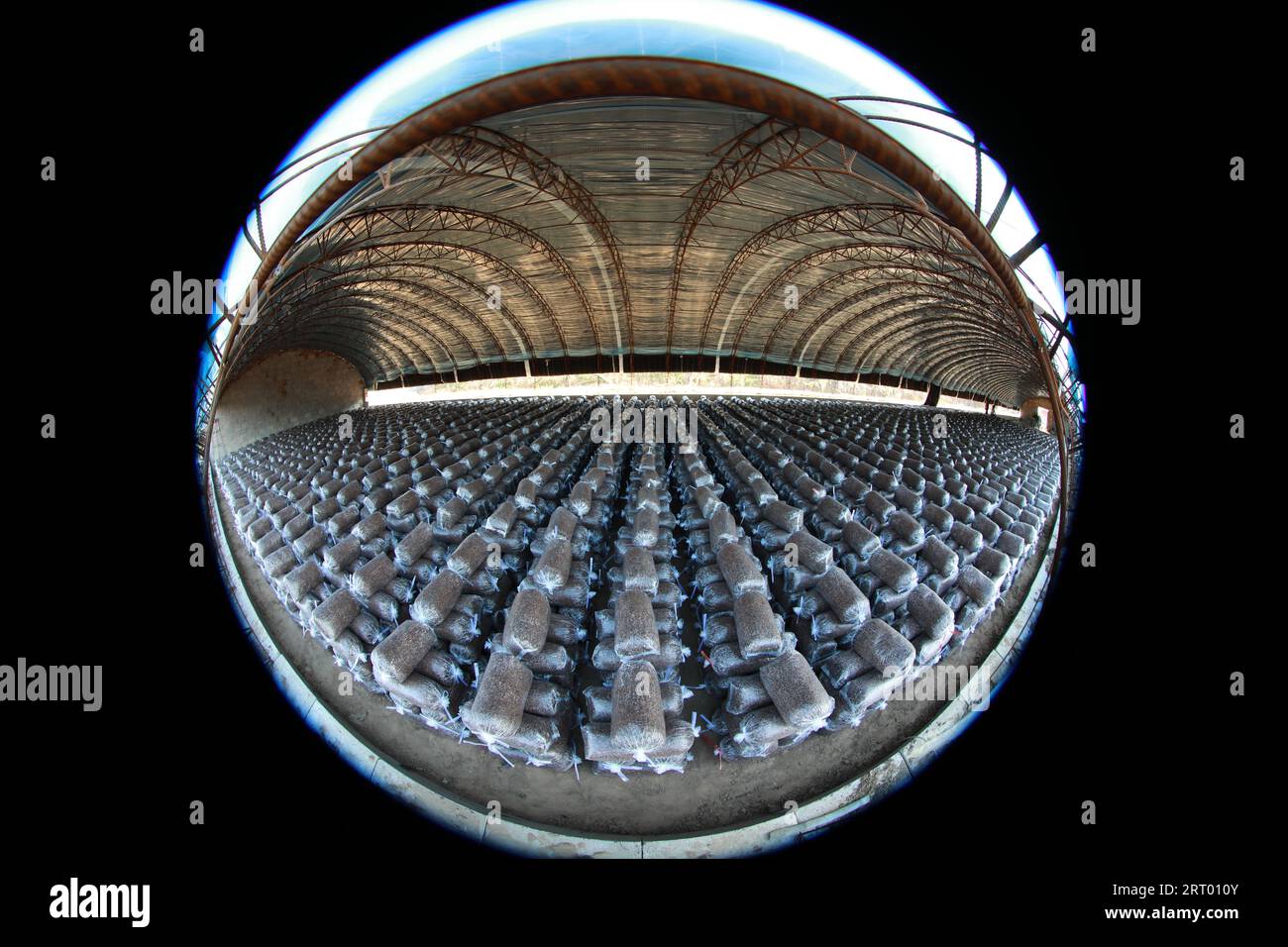 Well placed mushroom sticks in the greenhouse, North China Stock Photo ...