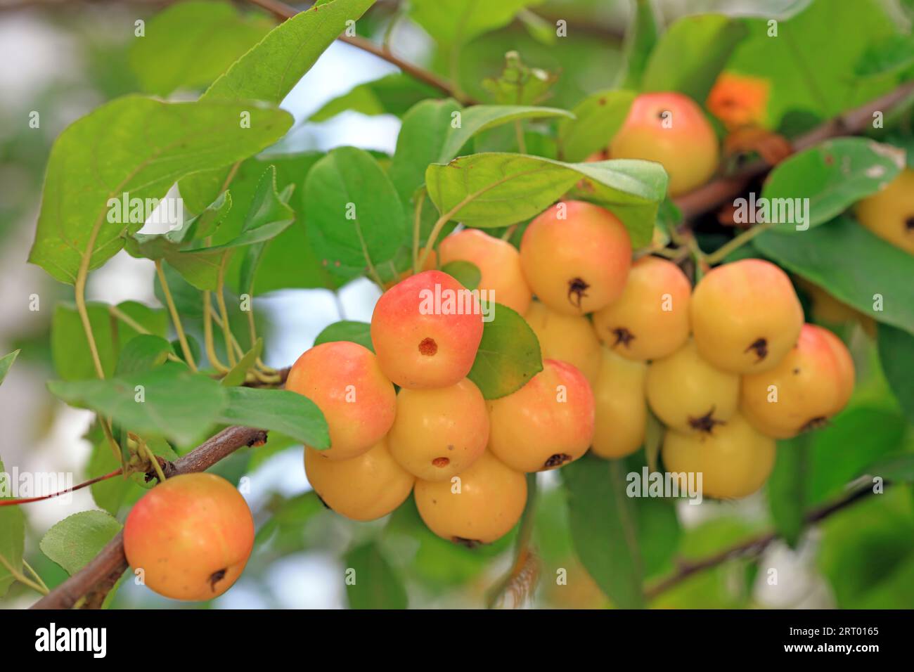 Ripe Begonia fruit on the branch, North China Stock Photo - Alamy