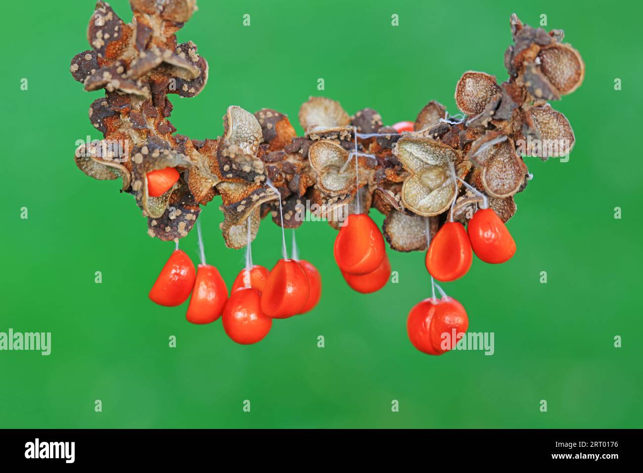 Mature magnolia fruit hi-res stock photography and images - Alamy