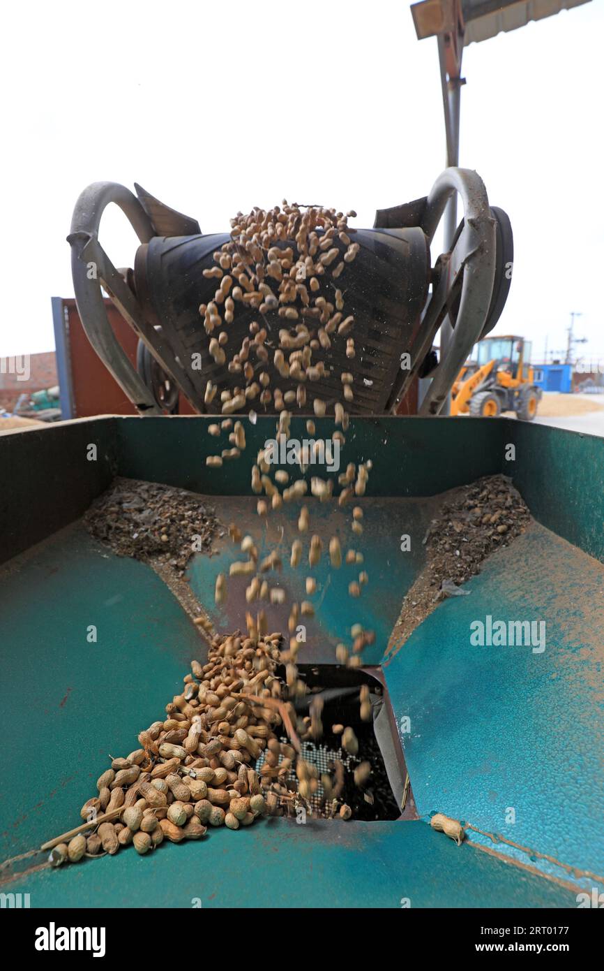 Peanut processing machinery in operation, North China Stock Photo - Alamy