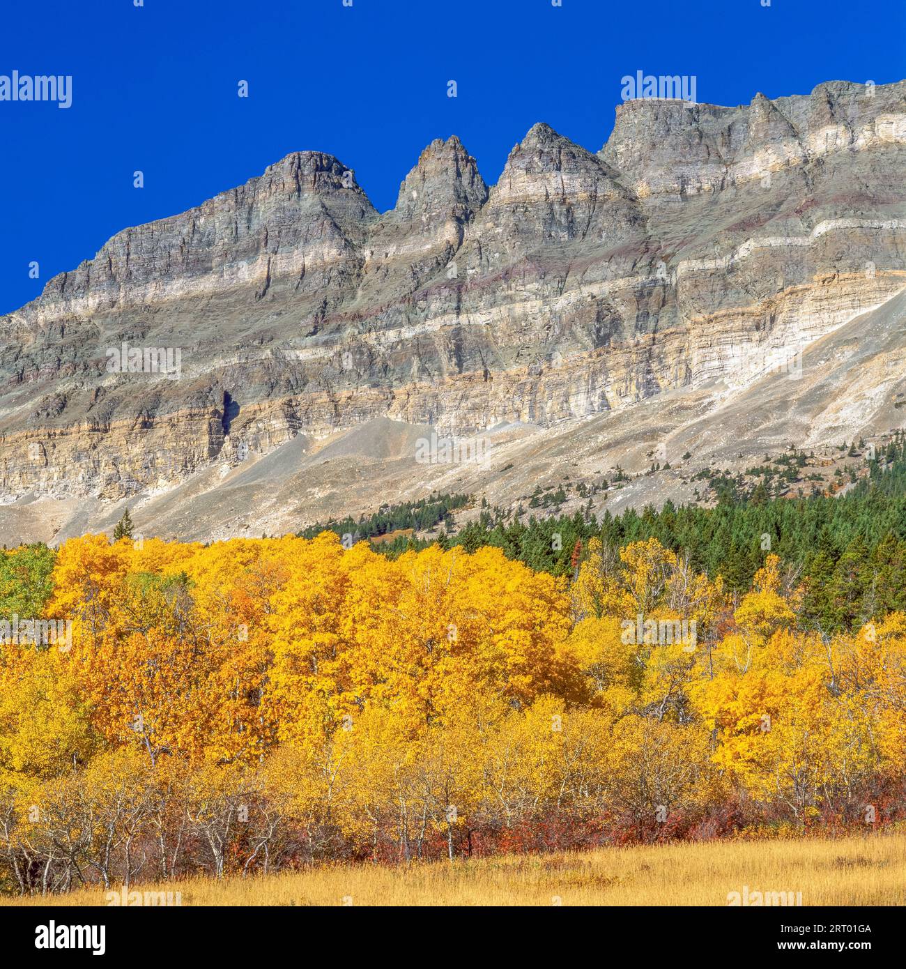 fall colors below singleshot mountain in glacier national park, montana ...