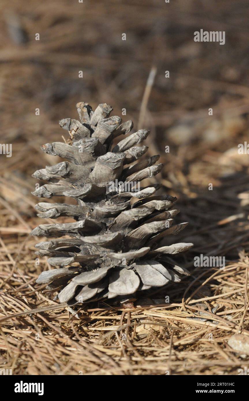 Gymnosperm plants hi-res stock photography and images - Alamy