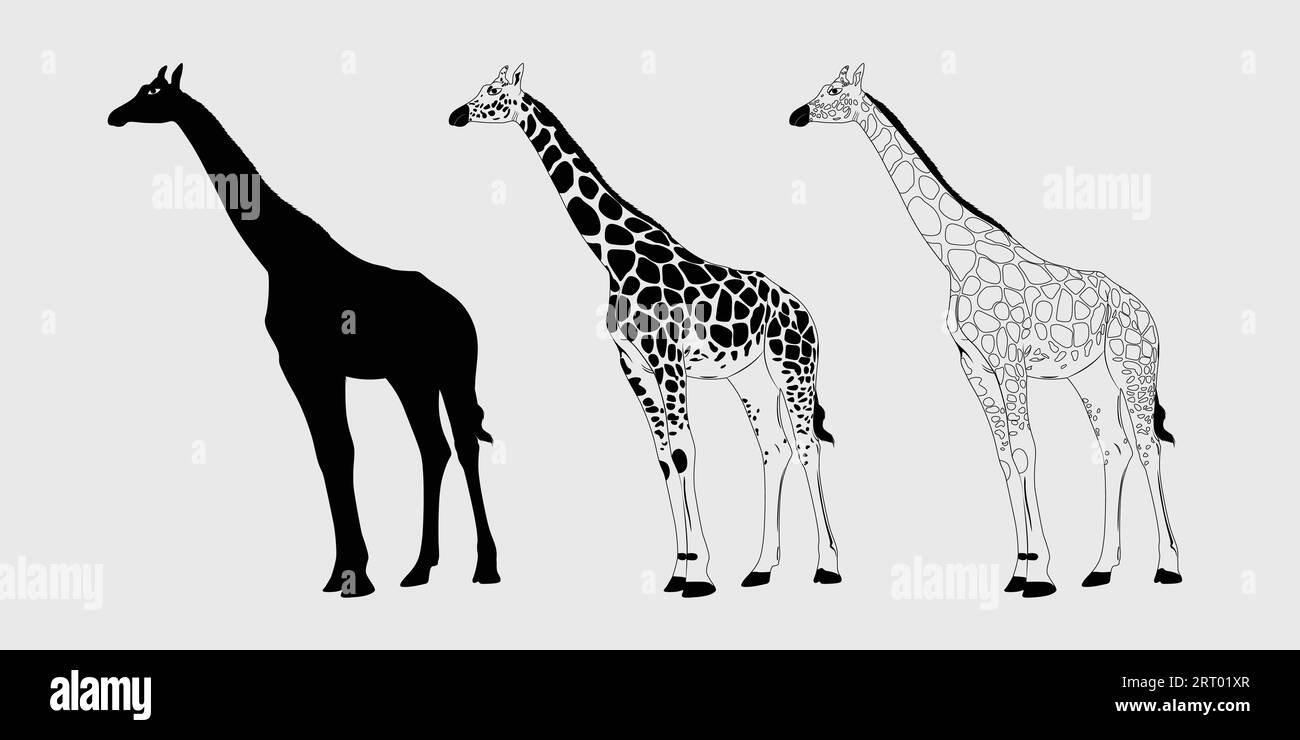 giraffe black silhouette, giraffe vector outline design, Giraffe vector ...