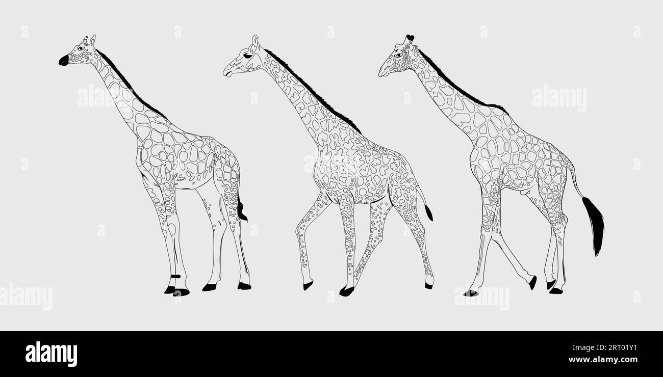 giraffe black silhouette, giraffe vector outline design, Giraffe vector ...