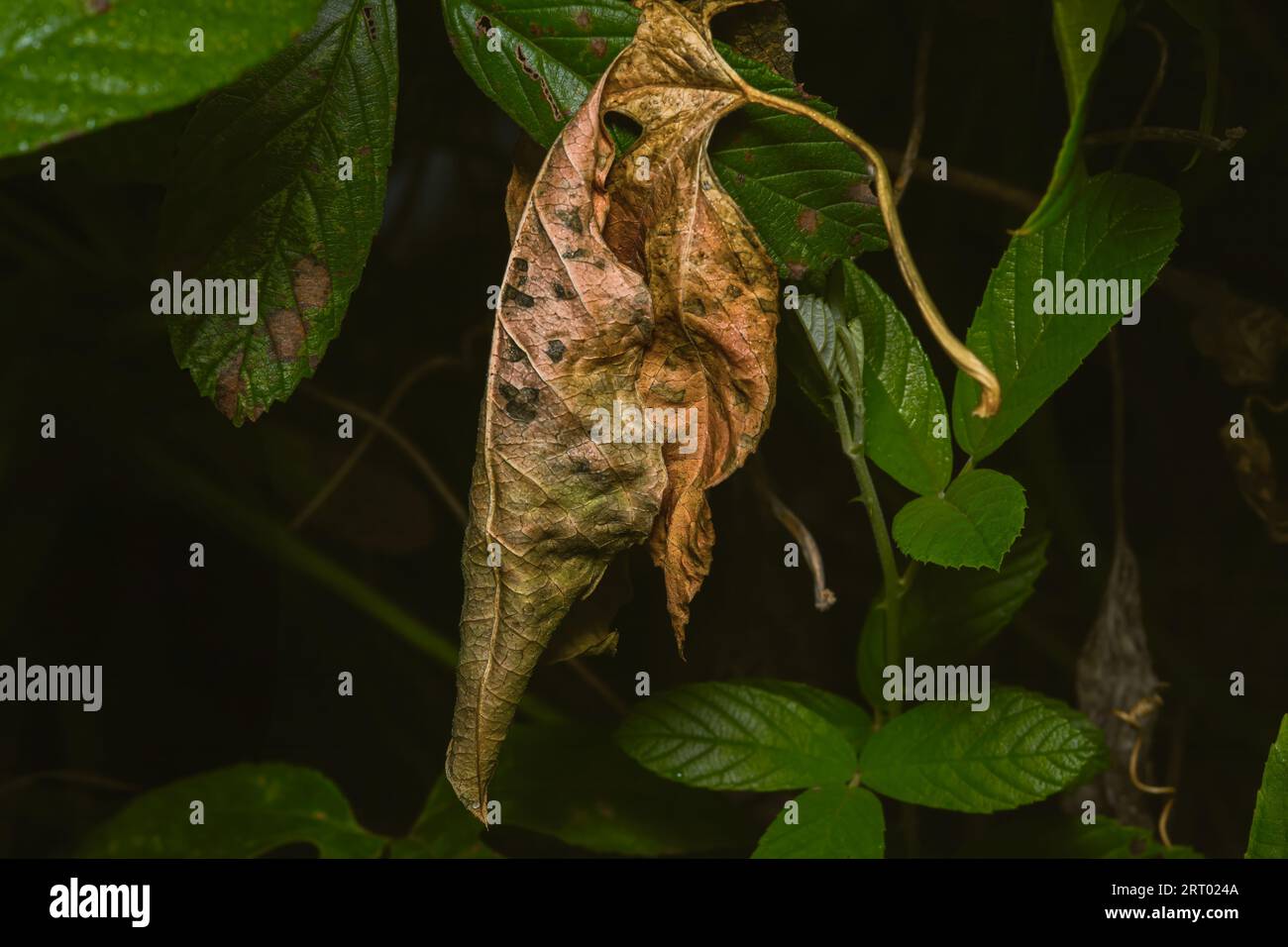 Dead sycamor tree leaf fell onto green weed. Signs of fall Stock Photo ...