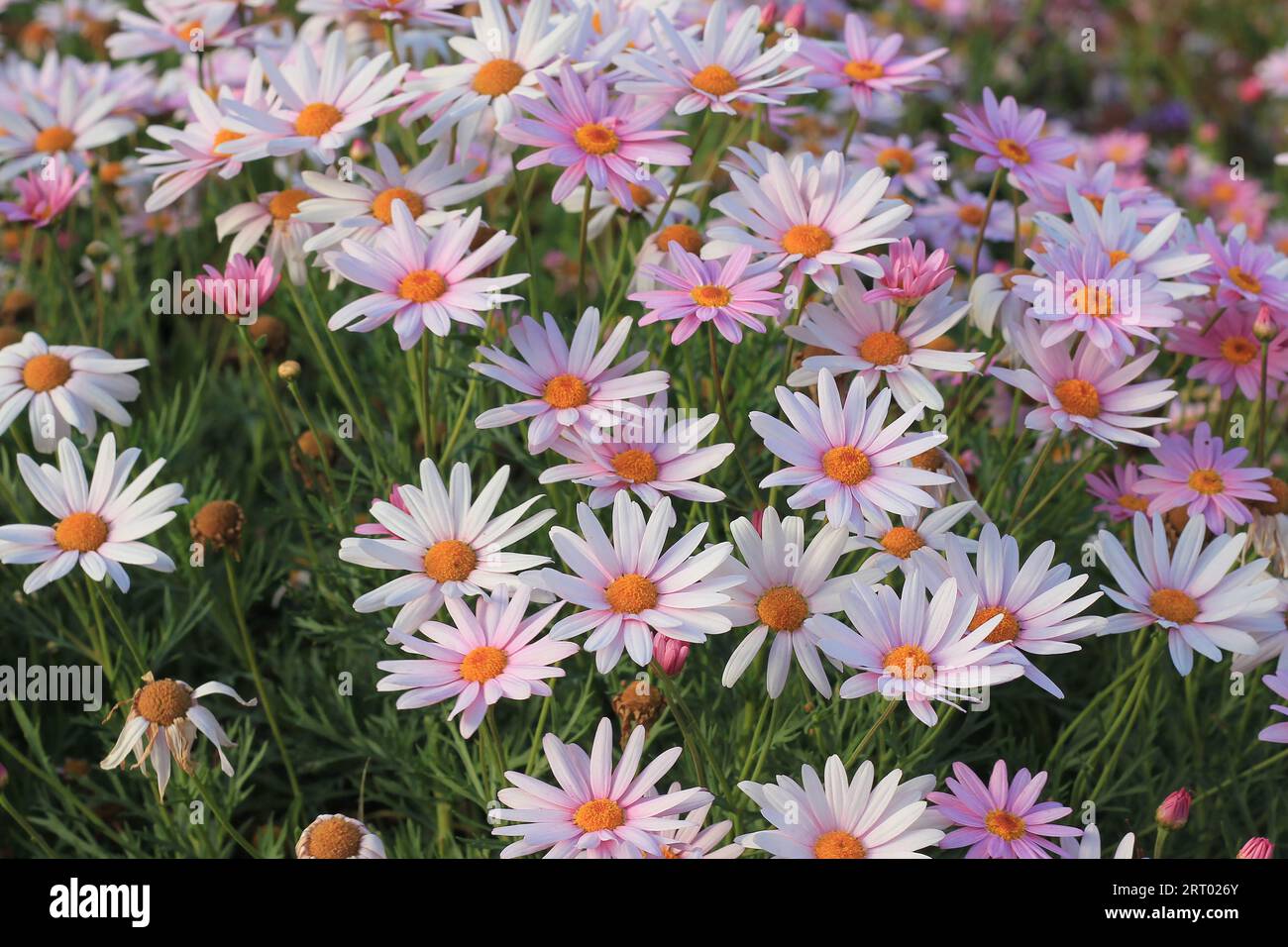 Elongated basin hi-res stock photography and images - Alamy