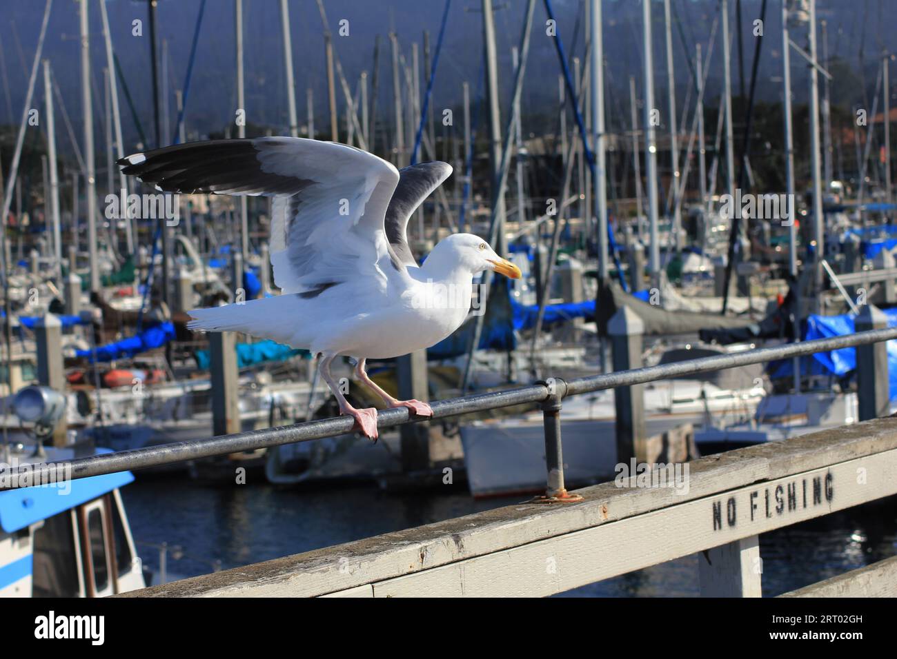 Lone seagull and ship hi-res stock photography and images - Alamy