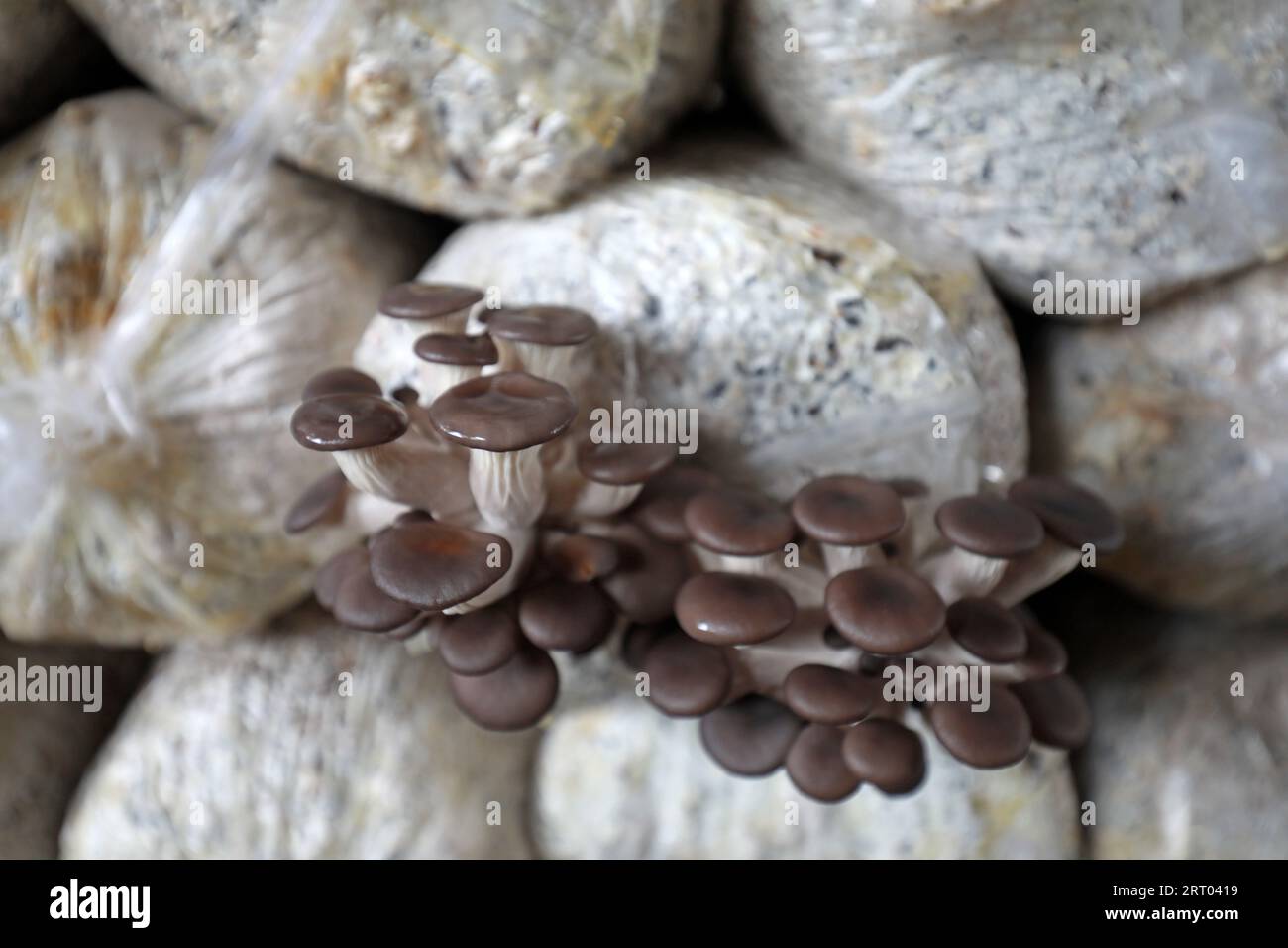Normal growth of edible fungi in the bag, North China Stock Photo - Alamy