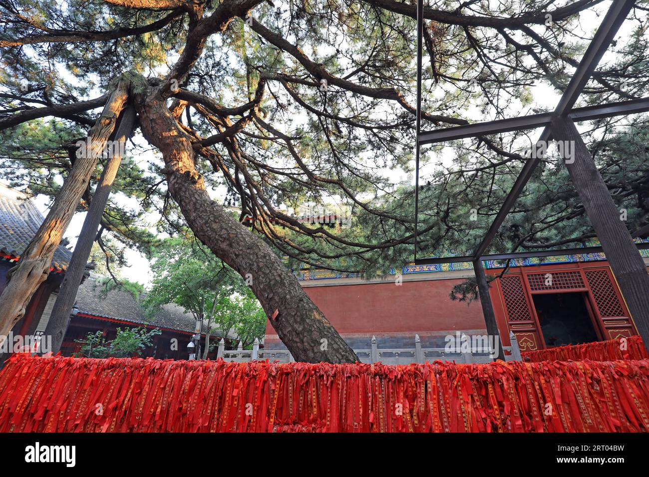 Towering ancient trees in temples, North China Stock Photo - Alamy