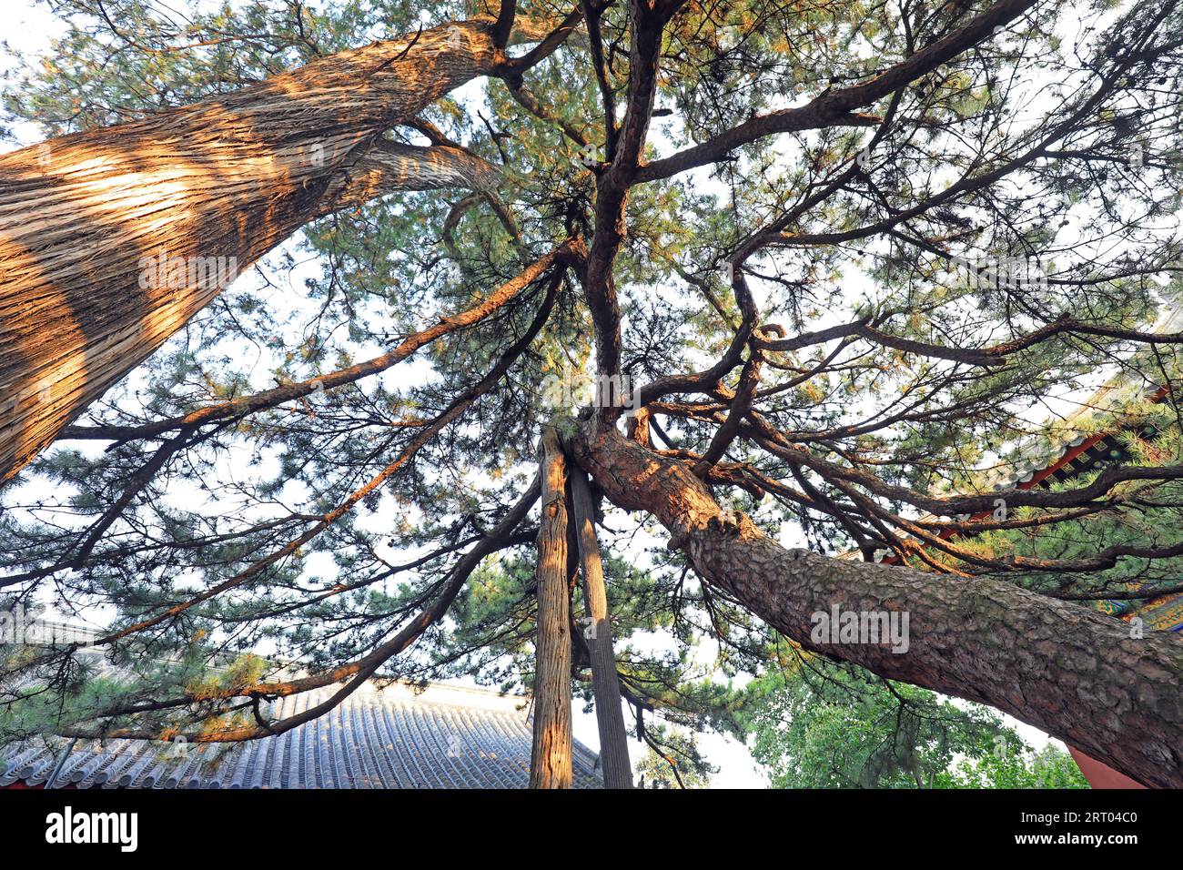 Towering ancient trees in temples, North China Stock Photo - Alamy