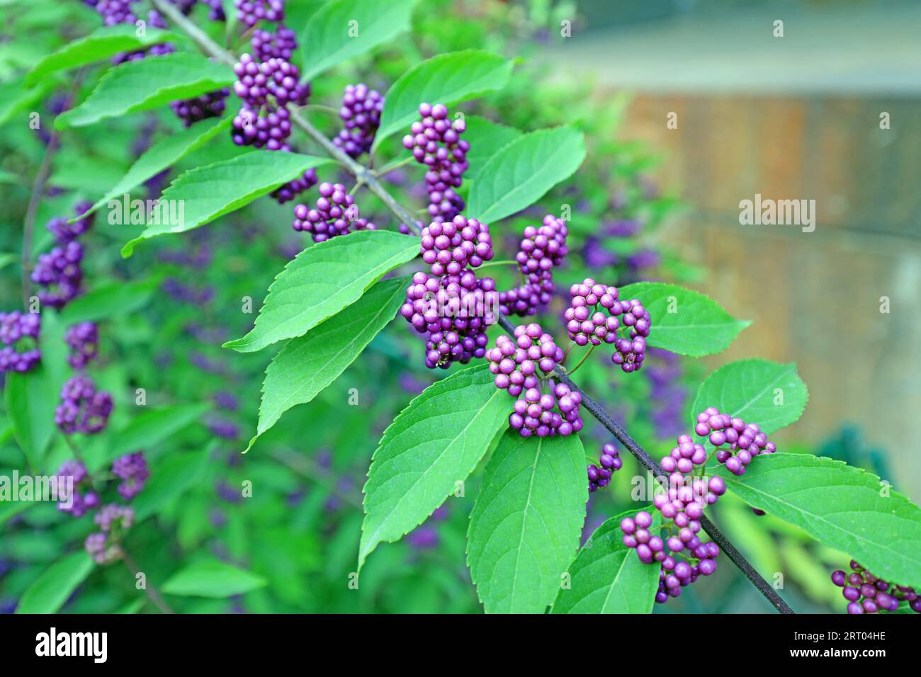 Callicarpa species hi-res stock photography and images - Alamy