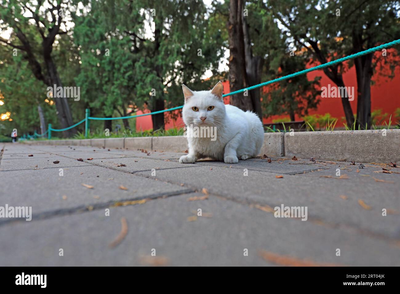 Pet cat on the stone road, Beijing Stock Photo - Alamy