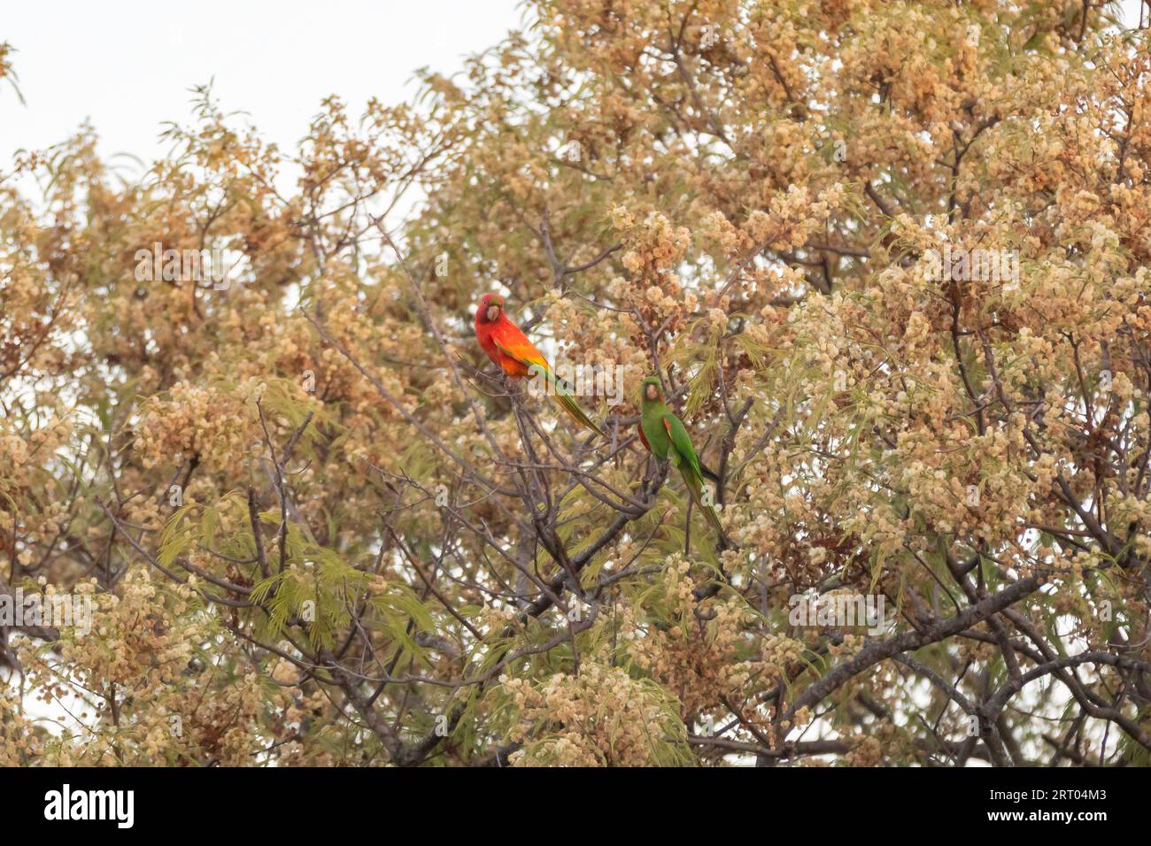 The Rare parrot, parakeet Brazilian (Psittacara leucophthalmus) known ...