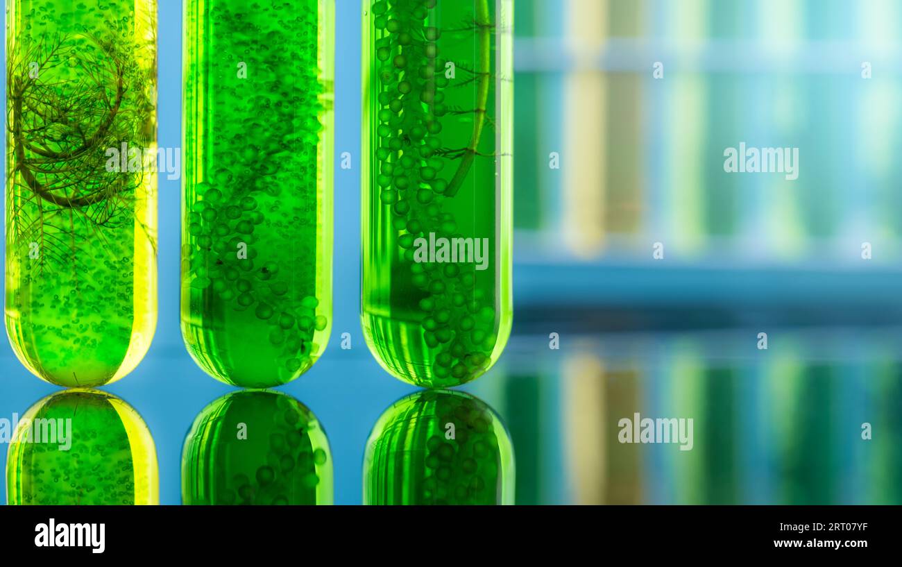 Algae fuel biofuel industry lab researching for alternative to fossil ...