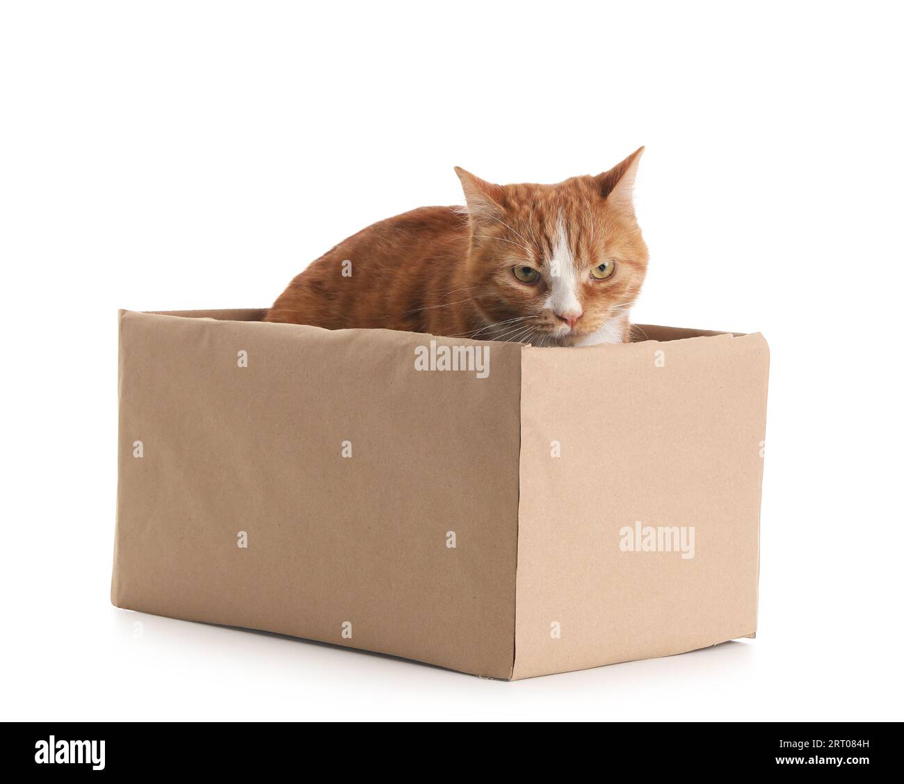Funny cat in cardboard box on white background Stock Photo - Alamy