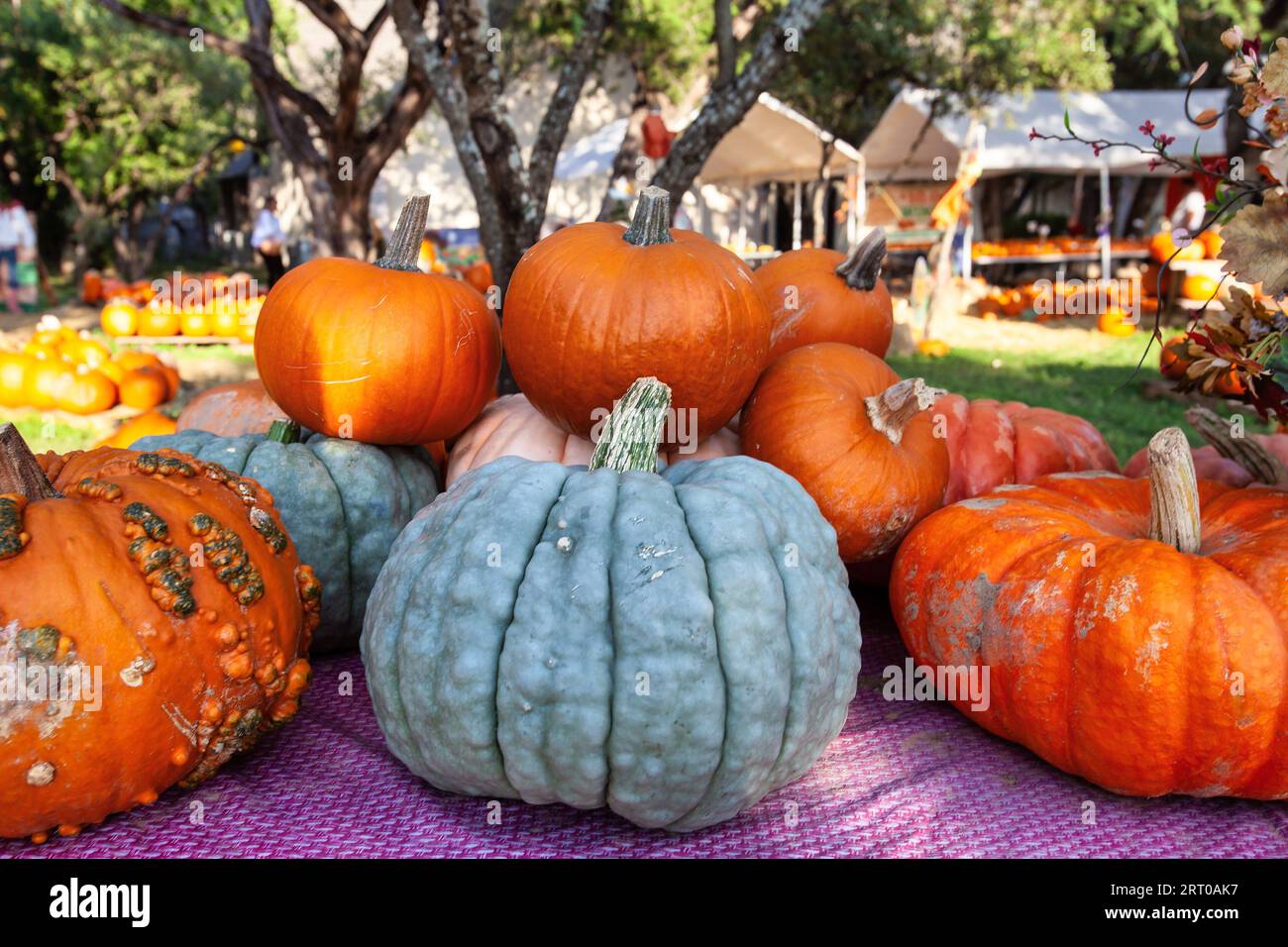 Diverse pumpkins for sale at pumpkin farm. Fall background concept and ...
