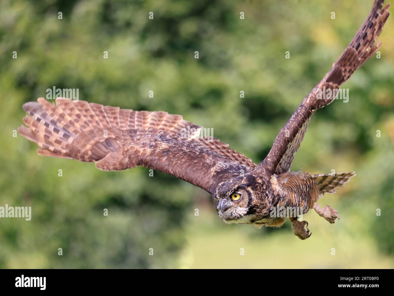 Great-horned owl in flight, Quebec, Canada Stock Photo - Alamy