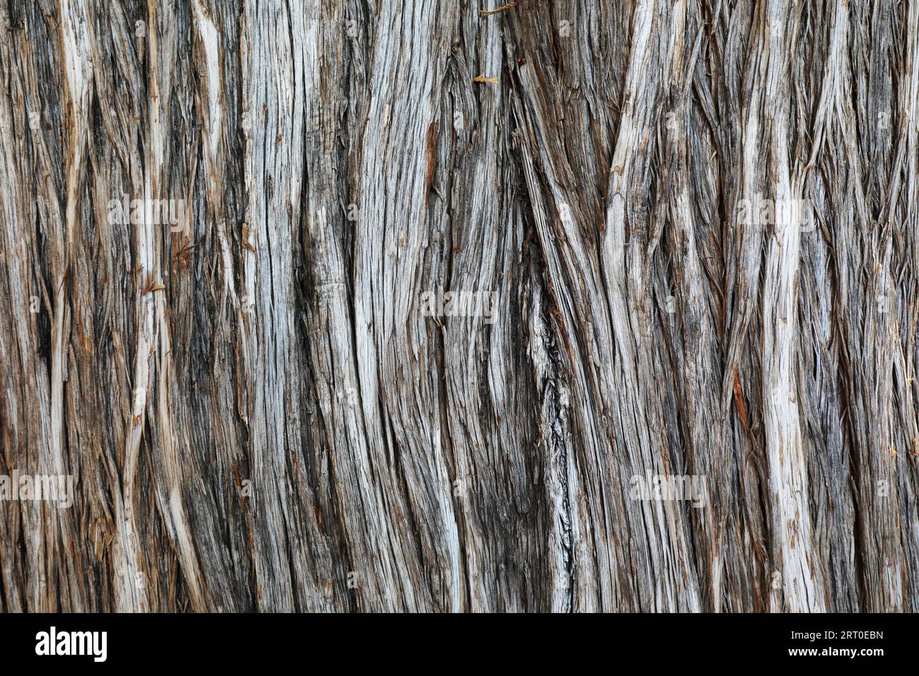 Texture structure of bark of Platycladus orientalis Stock Photo - Alamy